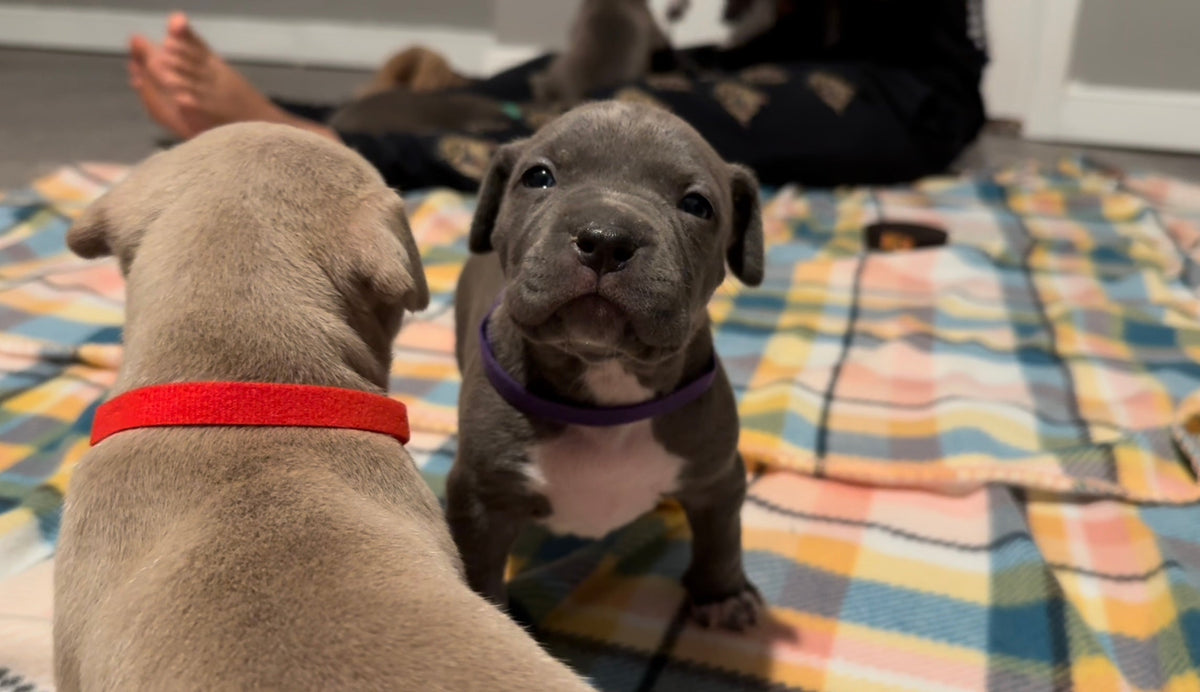 4-Week Puppy Milestones: Movement, Awareness, and Social Growth ...