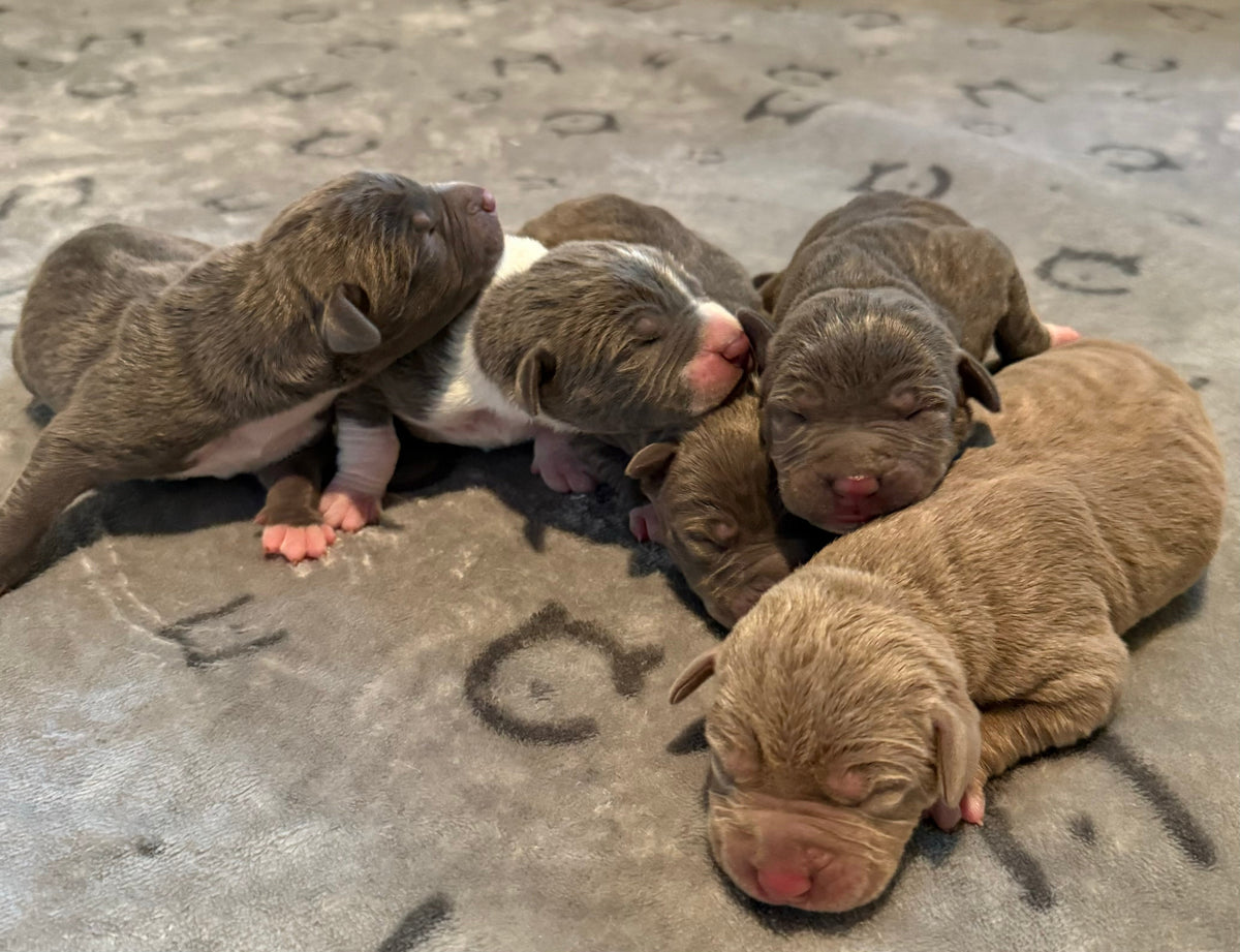 Introducing Our New Pit Bull Puppies - Don Pablito x Mo Chuisle Litter ...