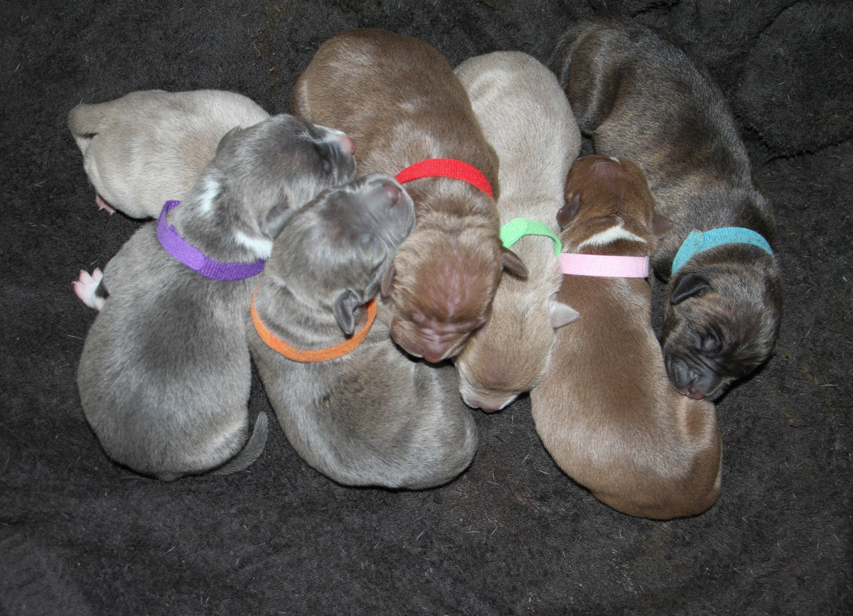 Springing Forward: Welcoming New Puppies – BadtotheBoneKennels