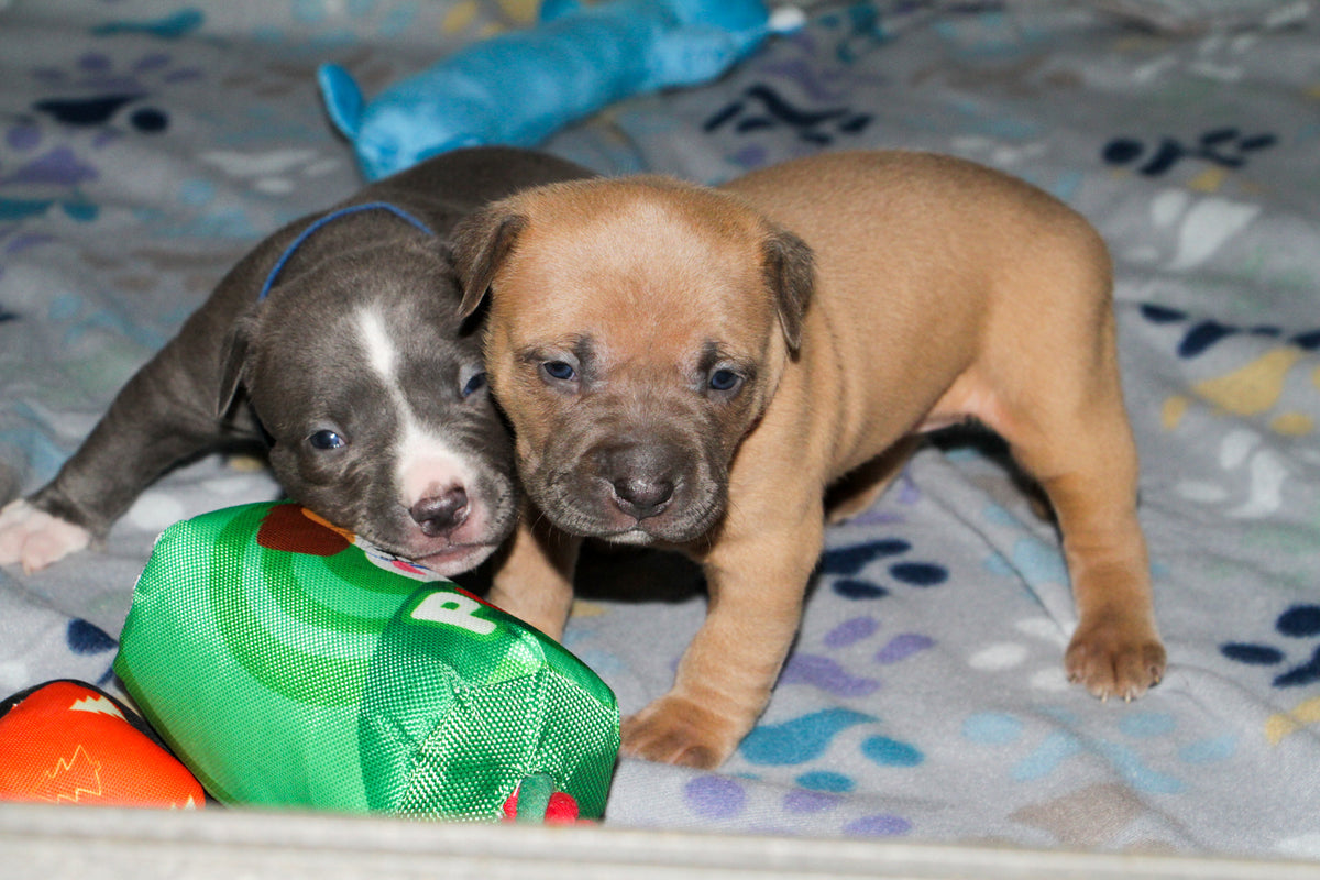 How to Promote your Breeding Business – BadtotheBoneKennels