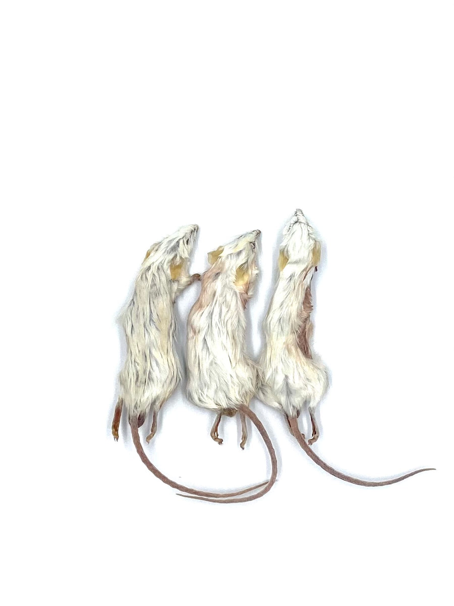 Dehydrated Whole Prey Mice - Whole Prey Diet, Whole Prey Feeding ...